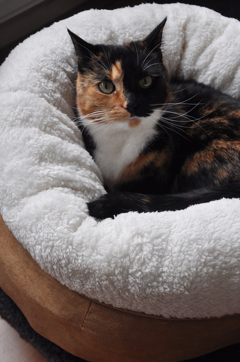 AFP Lambswool Donut Bed TAN Beige - Food4animals